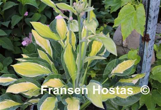 Hosta Gypsy Lemon - Fransen Hostas